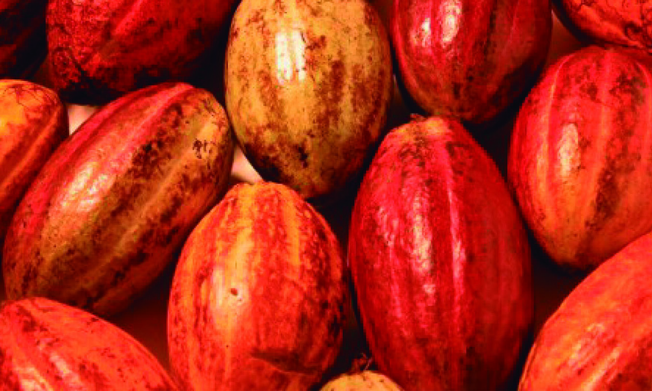 EL CACAO FORASTERO – Museo del chocolate