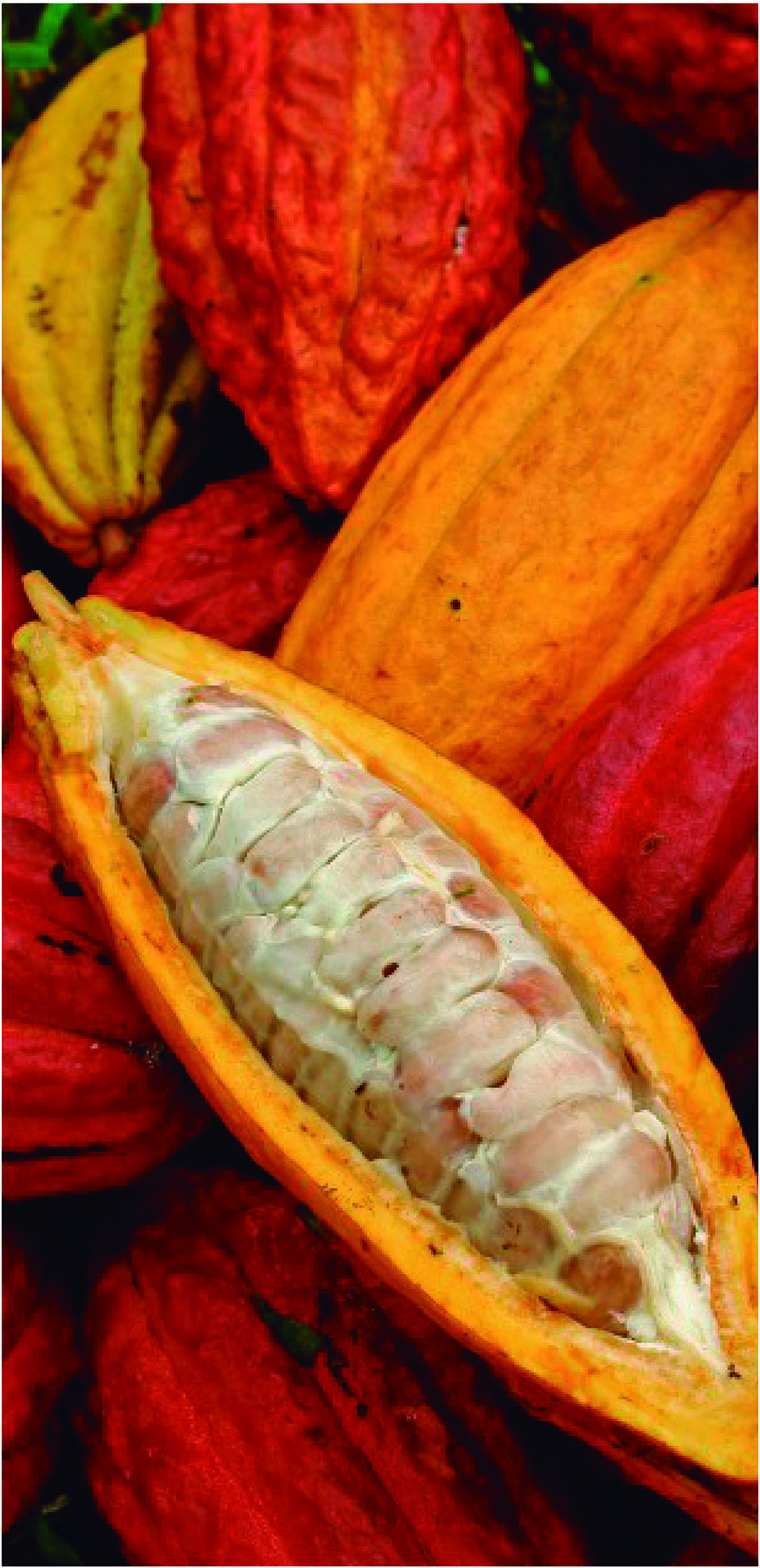 EL CACAO CRIOLLO - Museo del chocolate