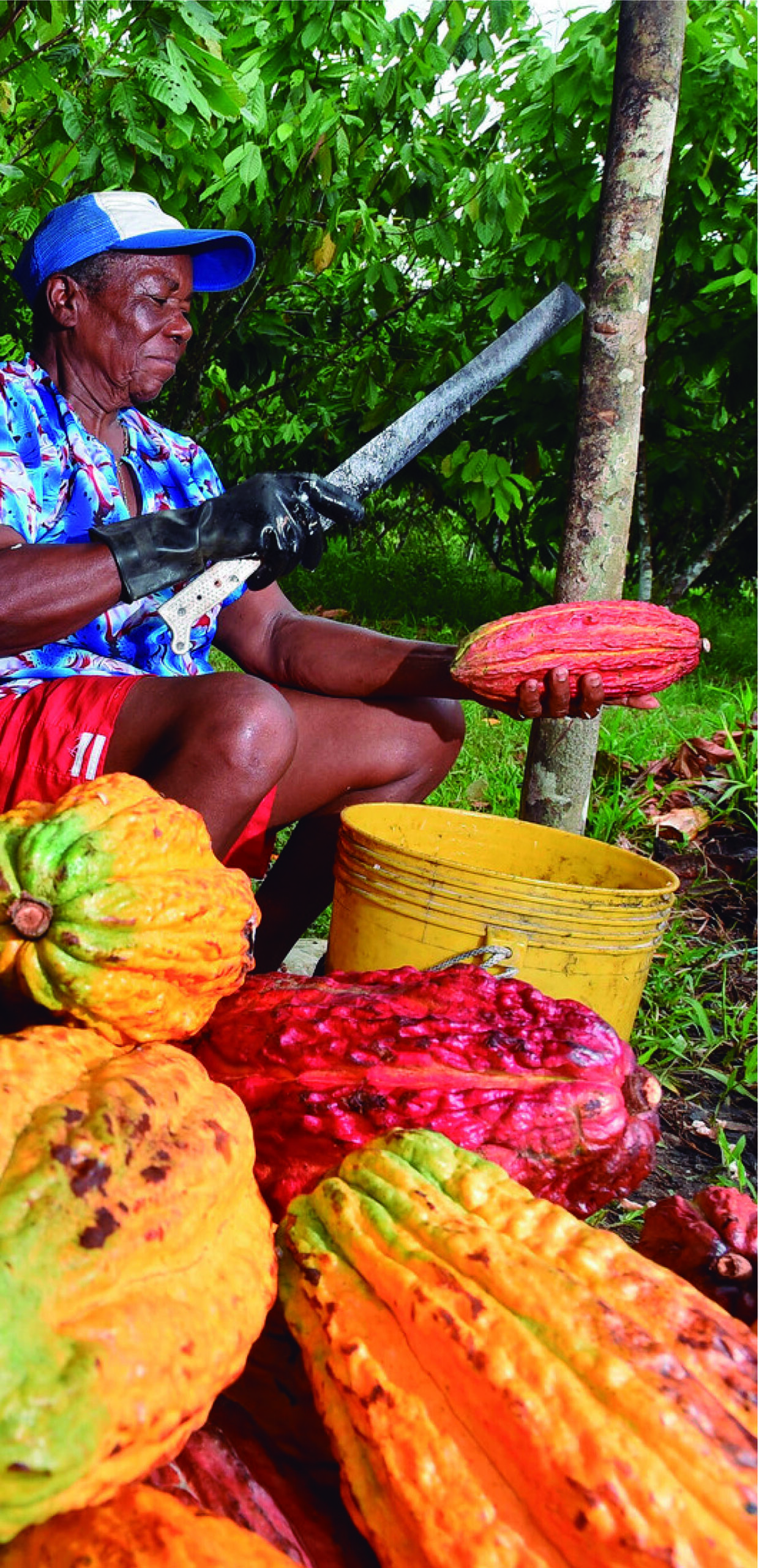 EL CACAO CRIOLLO - Museo del chocolate