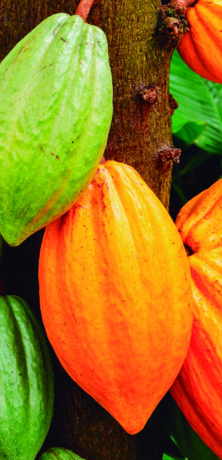 EL CACAO FORASTERO – Museo del chocolate