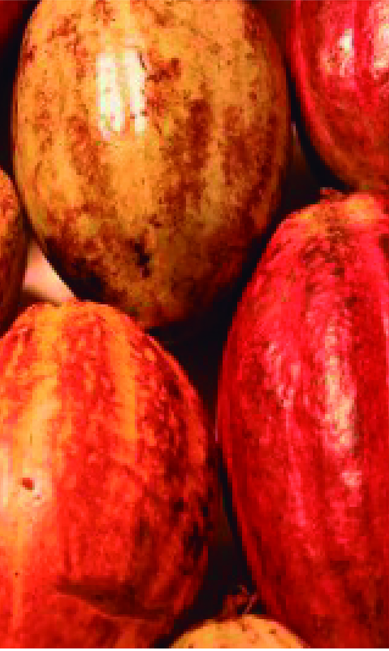 EL CACAO FORASTERO – Museo del chocolate