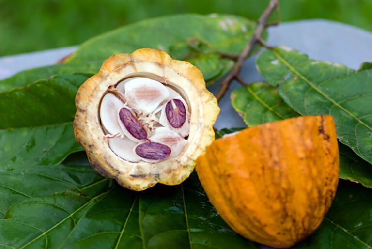 EL CACAO FORASTERO – Museo del chocolate