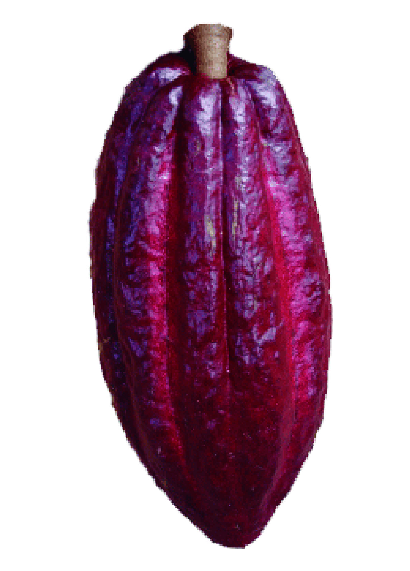 EL CACAO TRINITARIO – Museo del chocolate