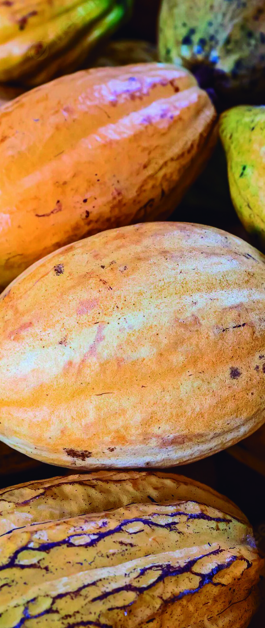 EL CACAO FORASTERO – Museo del chocolate