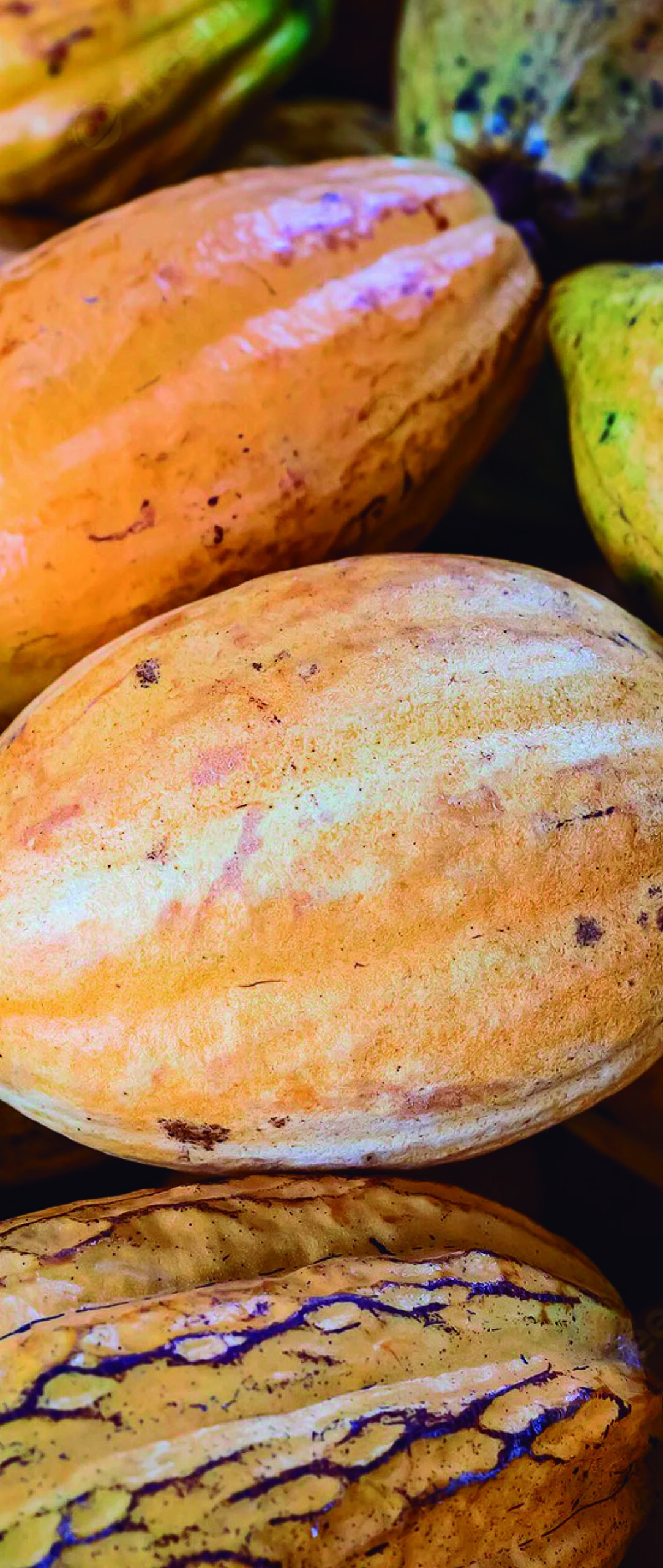 EL CACAO FORASTERO – Museo del chocolate